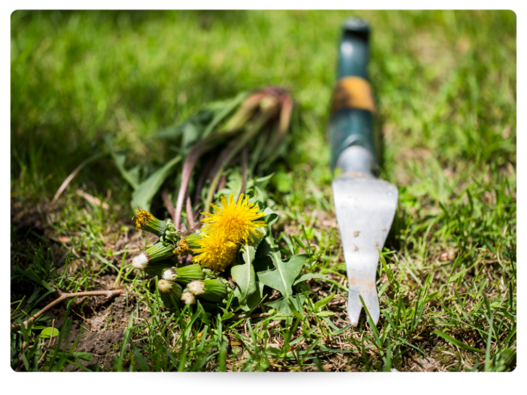 Weed Control - Southern Roots Lawn Spray in Memphis, TN